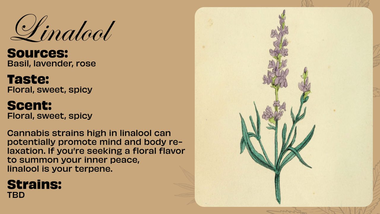 A Beginner's Guide to the Top 7 Terpenes • Cannabis Nation Dispensaries
