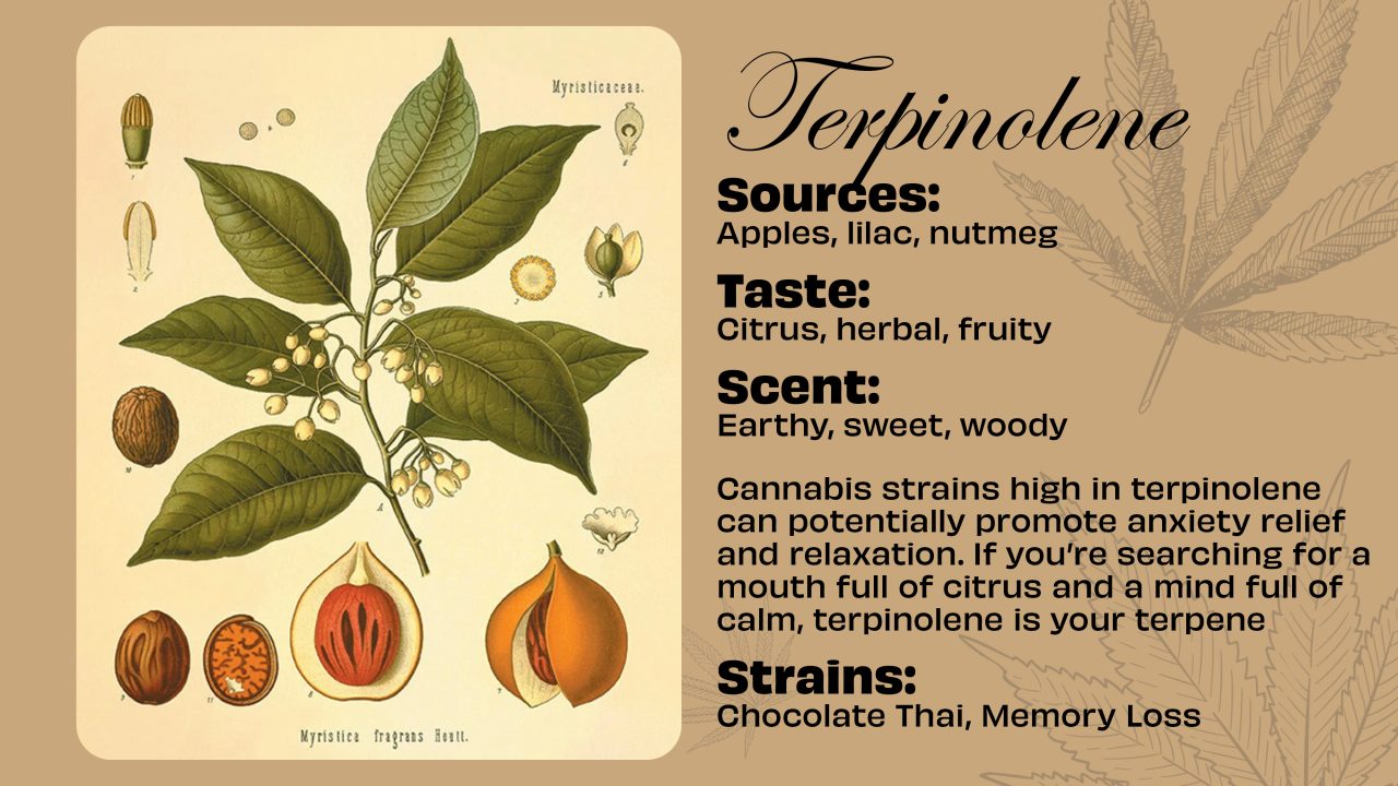 A Beginner's Guide to the Top 7 Terpenes • Cannabis Nation Dispensaries